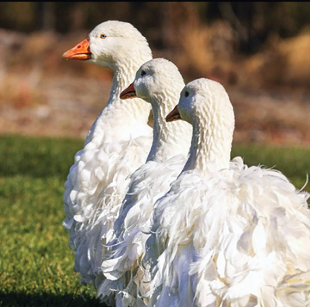 Sebastopol Geese Facts and Breeding History - Backyard Poultry